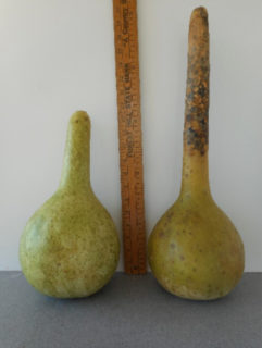 Apache Dipper Gourd Seed | Benjamin's Landing