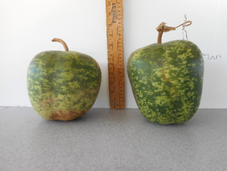 Small Kettle Gourd Seed | Benjamin's Landing