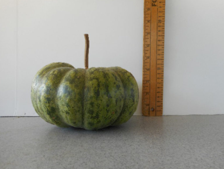 Mini Martin Gourd Seed | Benjamin's Landing