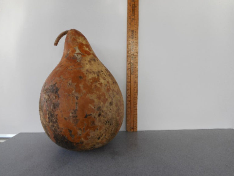 Extra Large Martin Gourd Seed | Benjamin's Landing