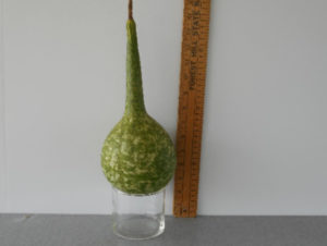 Long Handle Dipper Gourd Seed | Benjamin's Landing